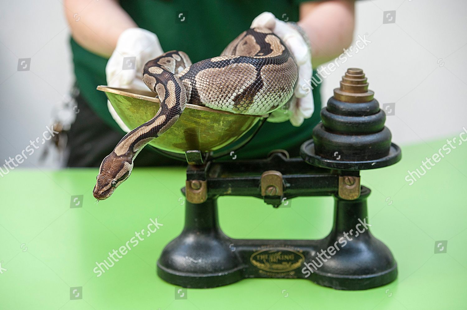 Royal Python Snake Weighing 600g Editorial Stock Photo - Stock Image ...
