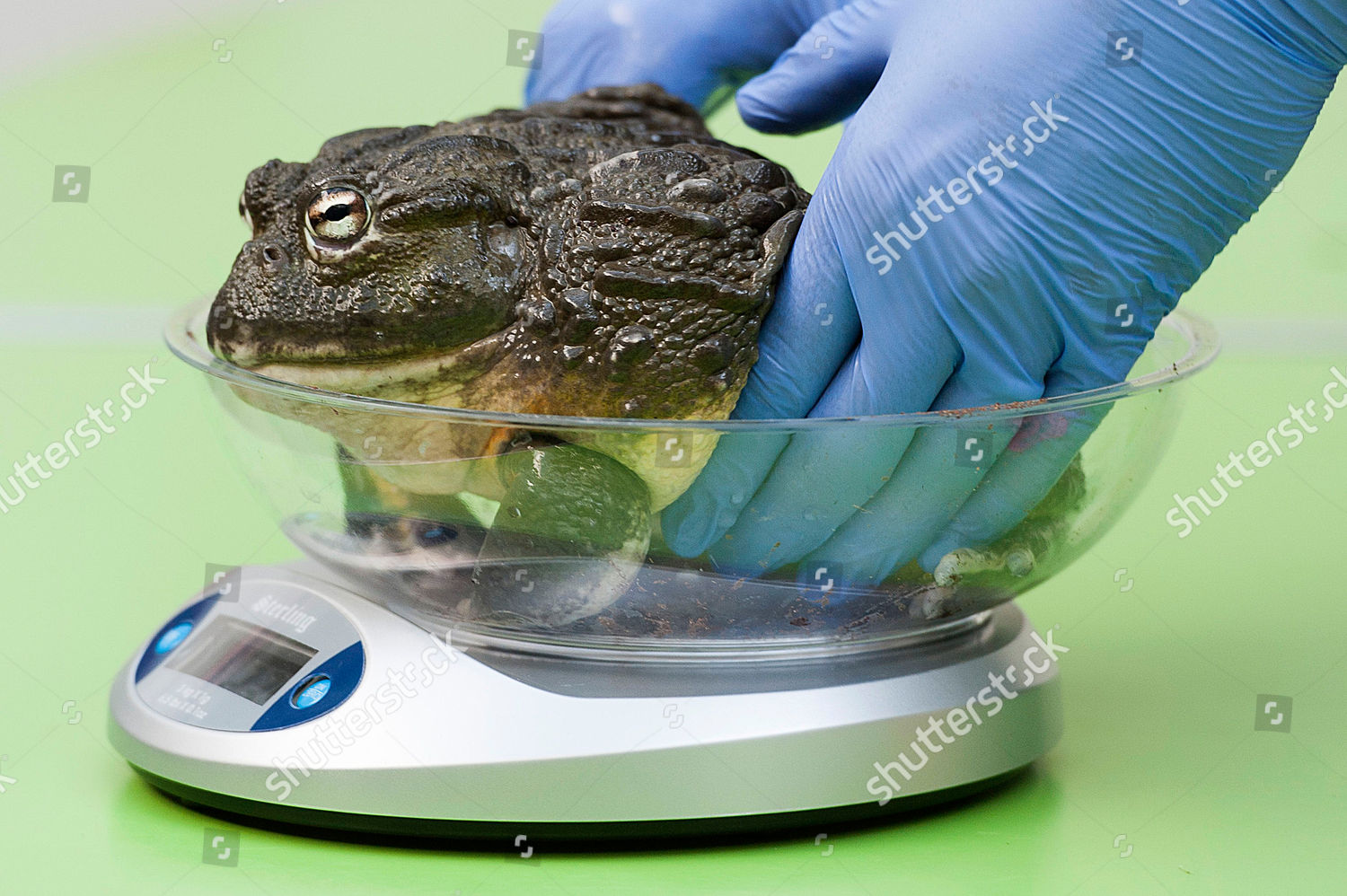 Bullfrog Weighing 400g Editorial Stock Photo - Stock Image | Shutterstock