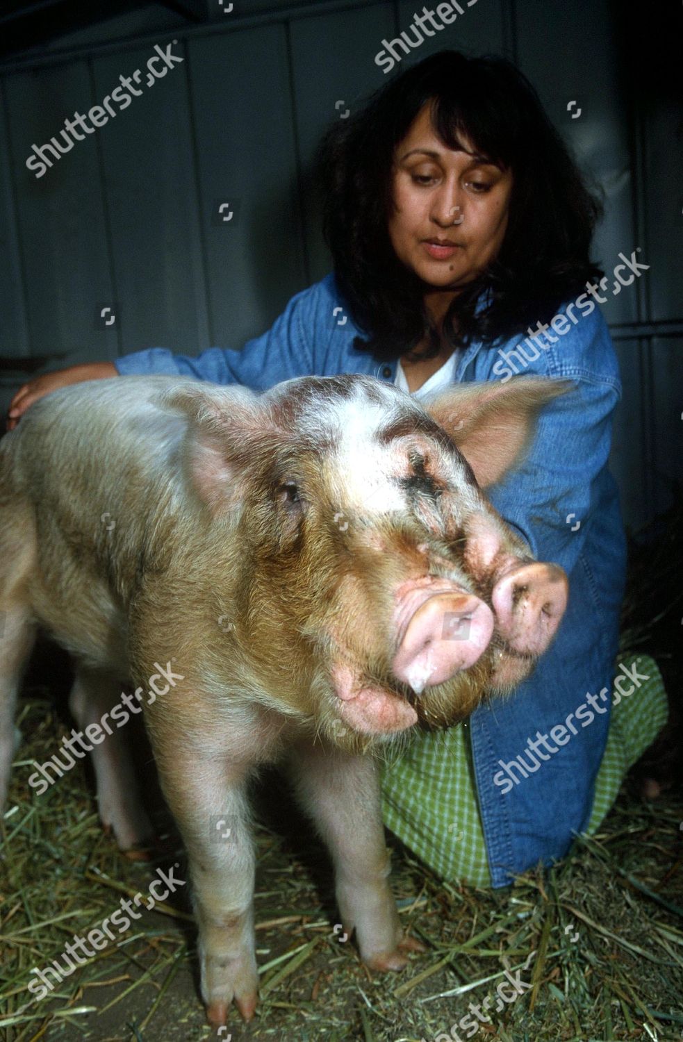 Ditto Pig Two Snouts Editorial Stock Photo - Stock Image | Shutterstock