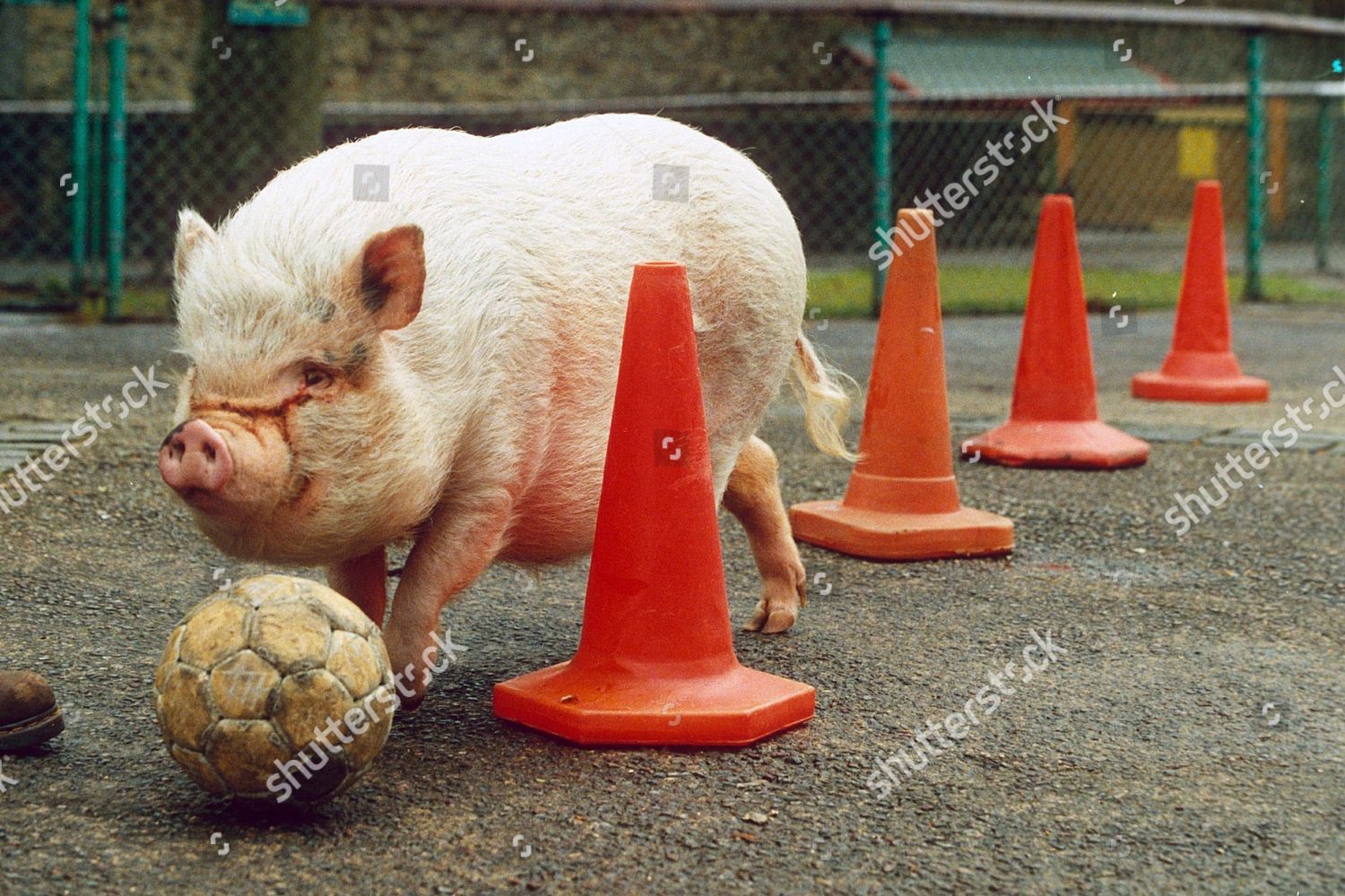 Bruno Practices Dribbling Ball Through Cones Editorial Stock Photo ...