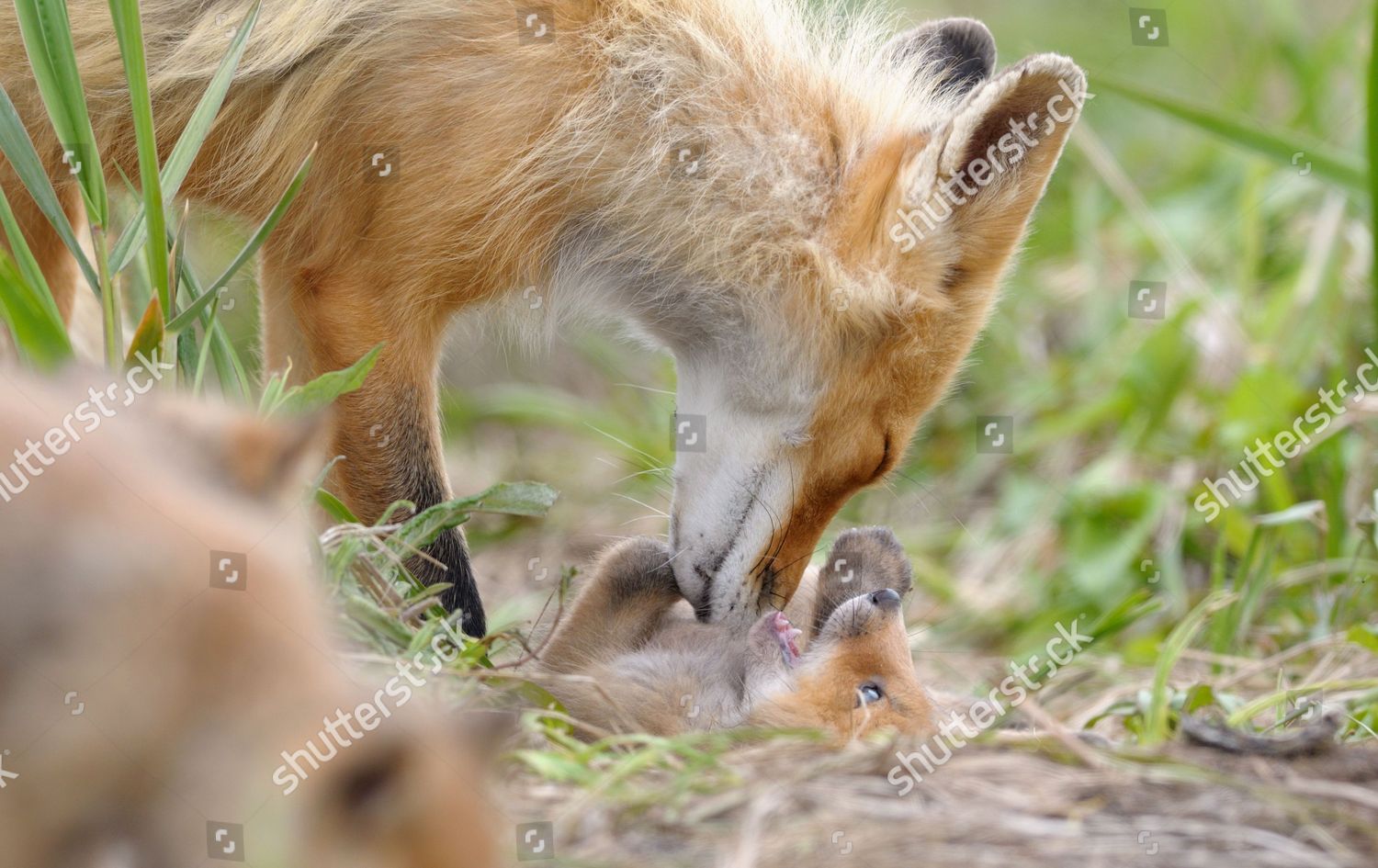 Adult Fox Nuzzles Cub Editorial Stock Photo - Stock Image | Shutterstock