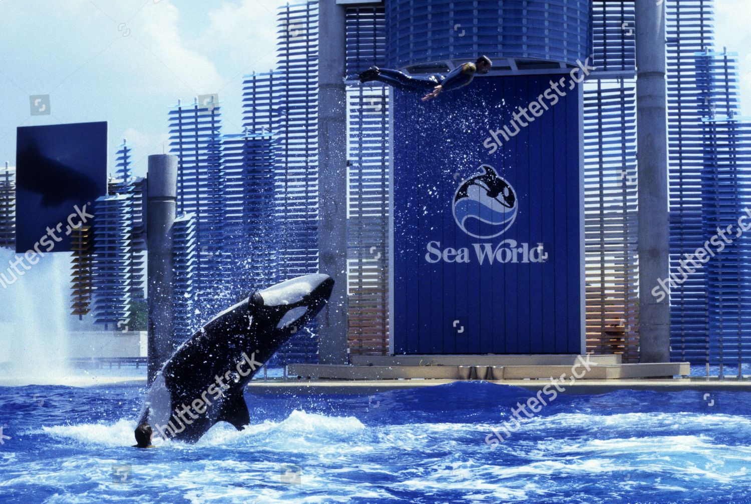Killer Whale Performing Man Seaworld Shamu Editorial Stock Photo ...