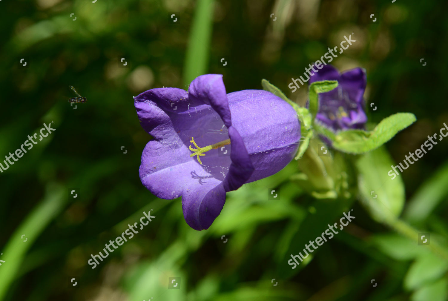 Blue Harebell Bee Approaching Editorial Stock Photo - Stock Image ...