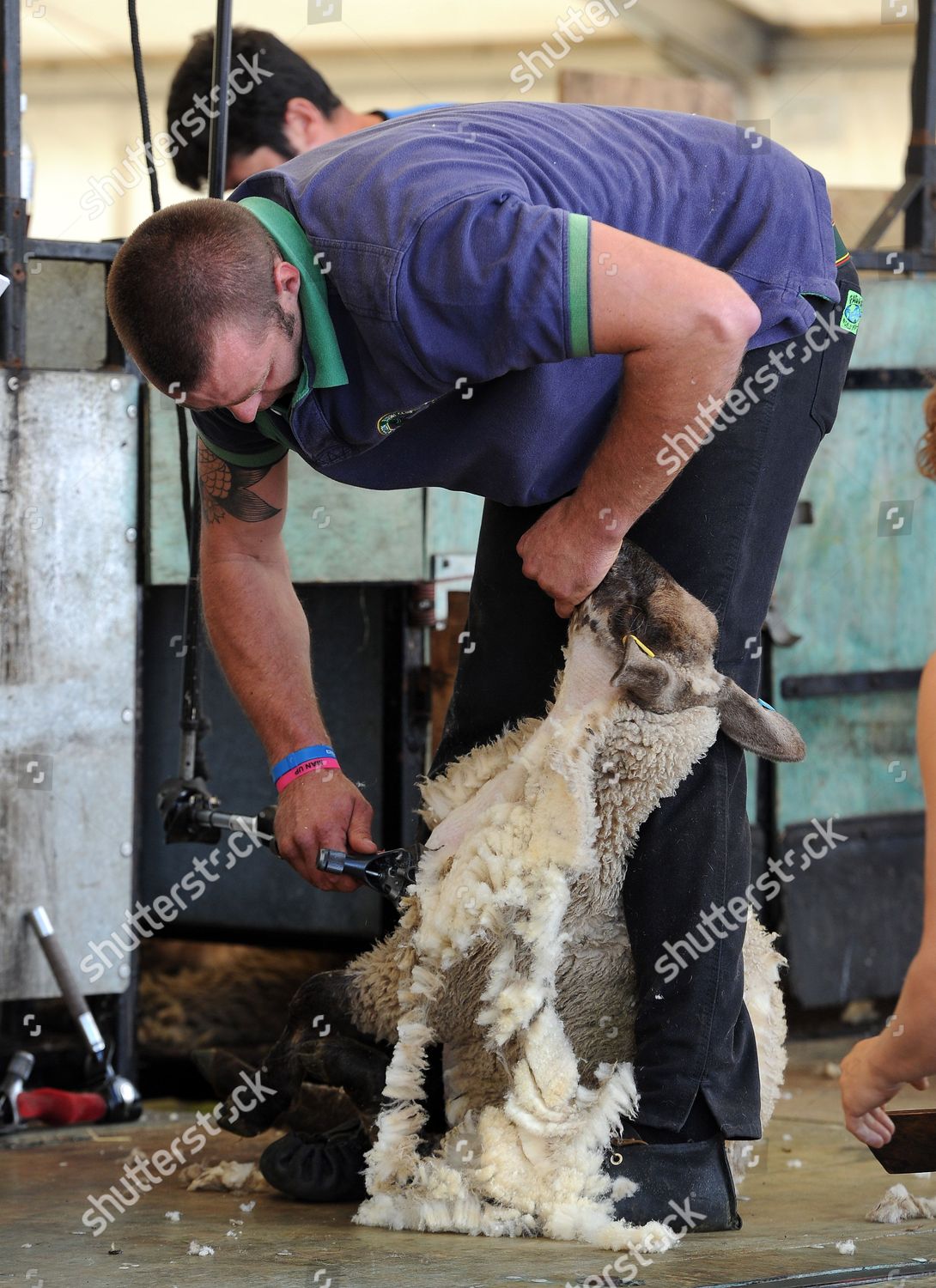 Sheep Shearing Competition Dorset County Show Editorial Stock Photo ...