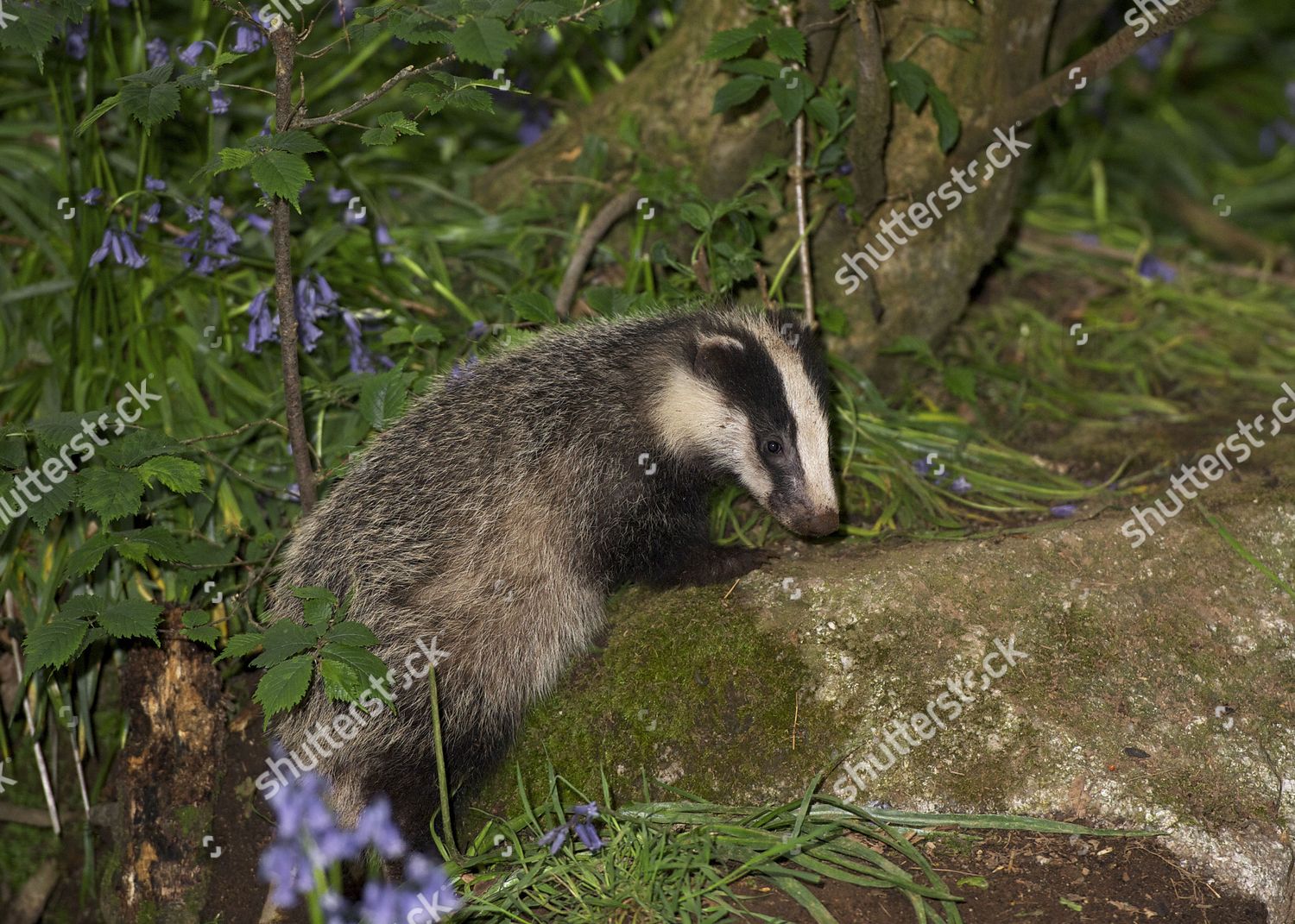 Eurasian Badger Meles Meles Cub Amongst Editorial Stock Photo - Stock ...
