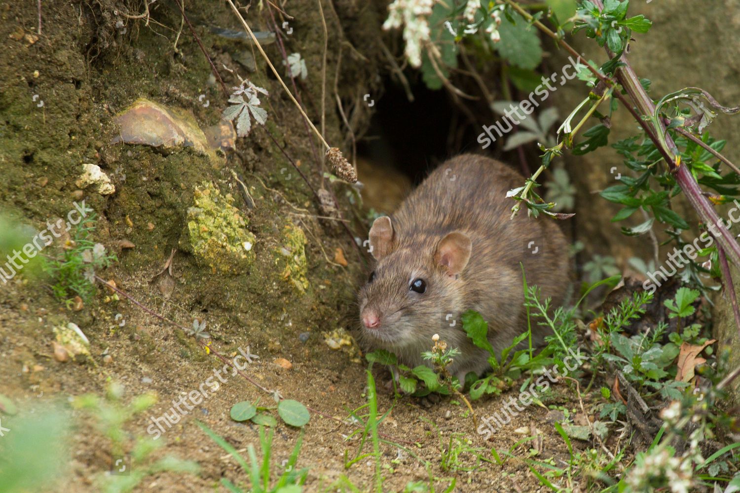 Adult Brown Rat Rattus Norvegicus Emerging Editorial Stock Photo ...