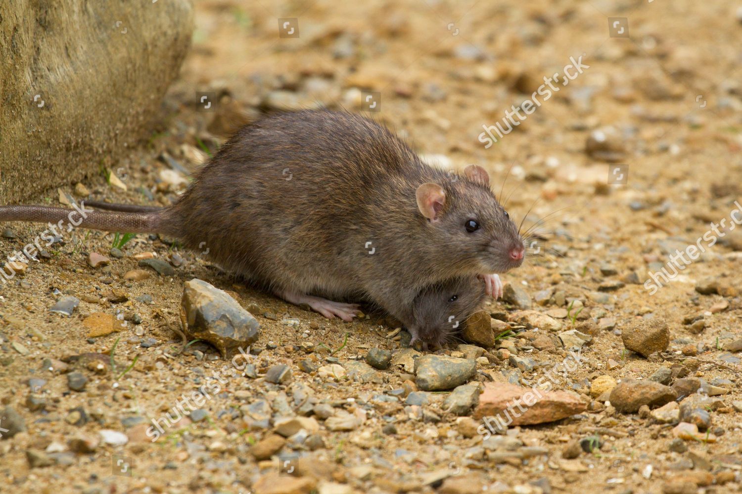 Adult Mother Rat Rattus Norvegicus Young Editorial Stock Photo - Stock ...