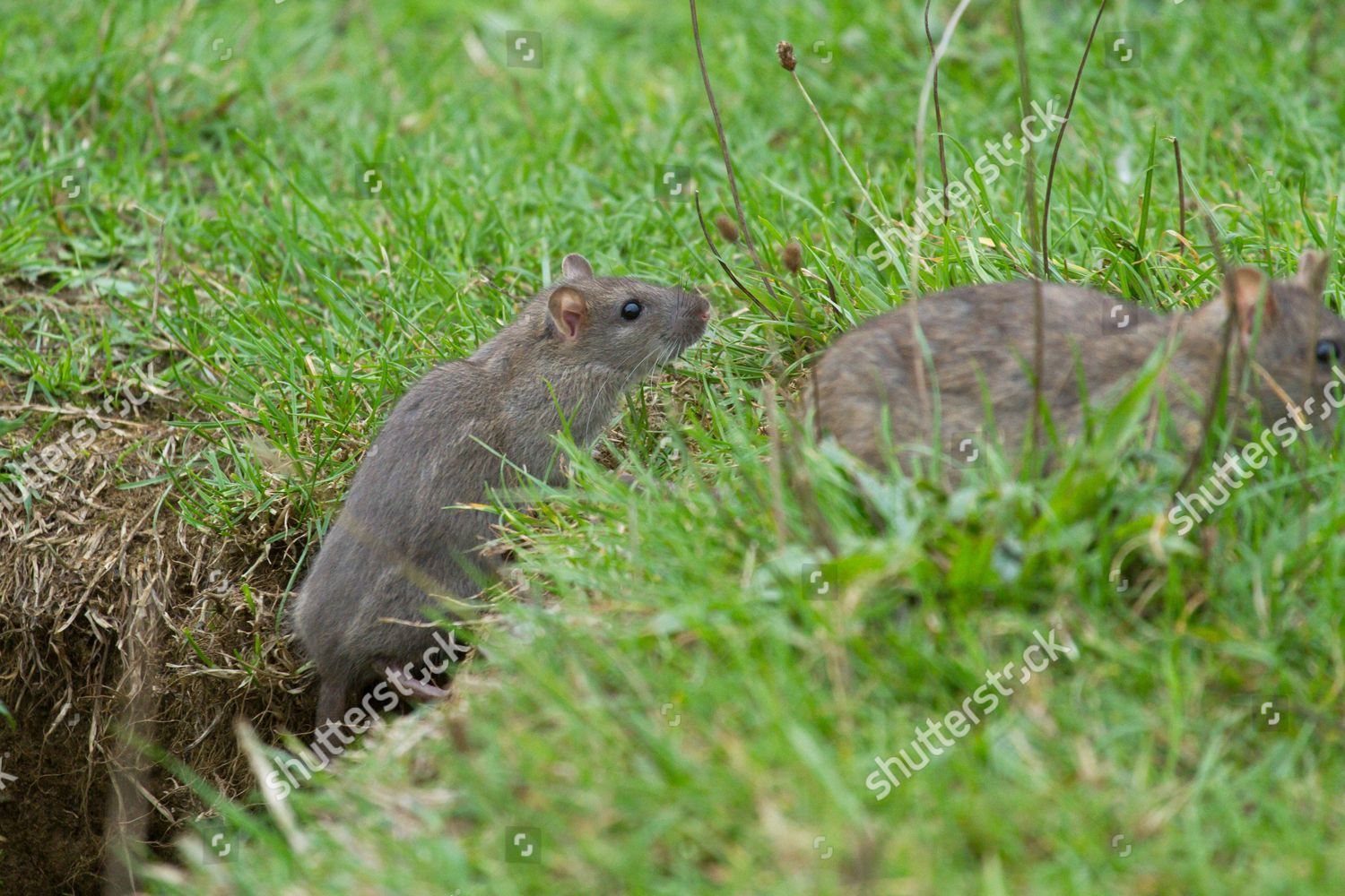 Juvenile Brown Rat Rattus Norvegicus Climbing Editorial Stock Photo ...