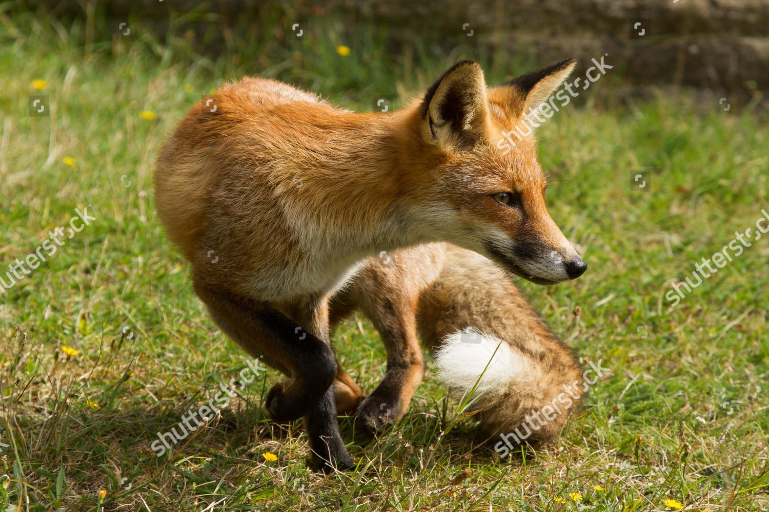 Fox Vulpes Vulpes Twisting Round Editorial Stock Photo - Stock Image ...