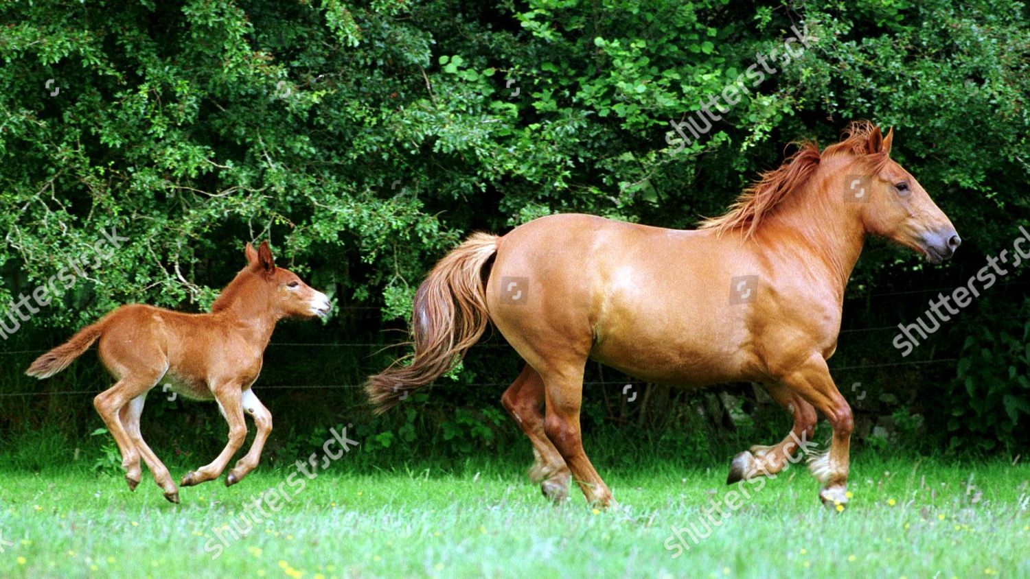 1999 Unusual Breed Baby Mule Foal Editorial Stock Photo - Stock Image ...