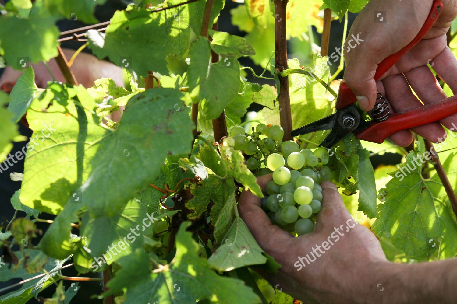 Grape Pickers Harvest Grapes Vine Avize Editorial Stock Photo - Stock ...