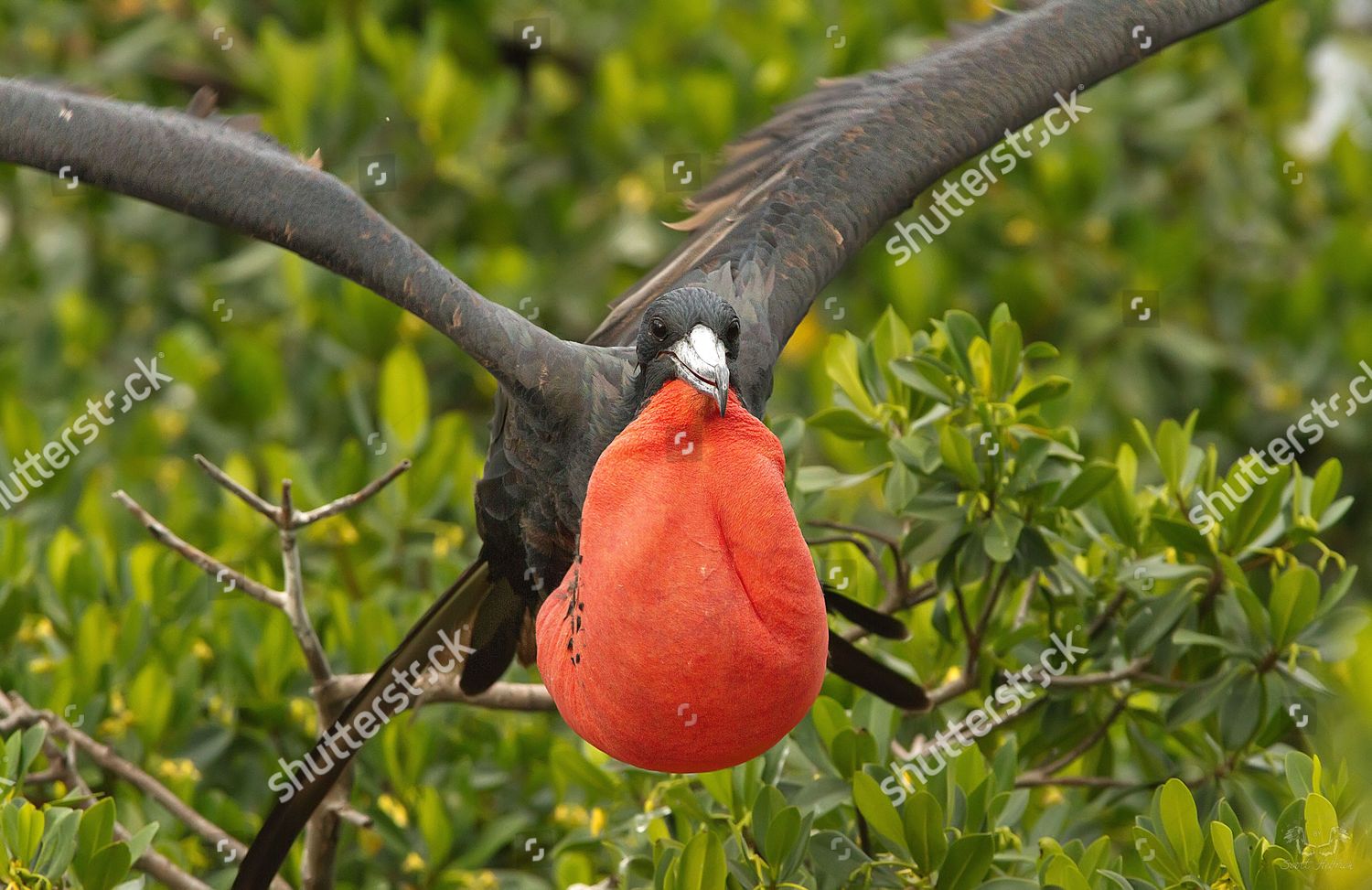Magnificent Frigatebird Red Chest Pouch Inflated Editorial Stock Photo ...