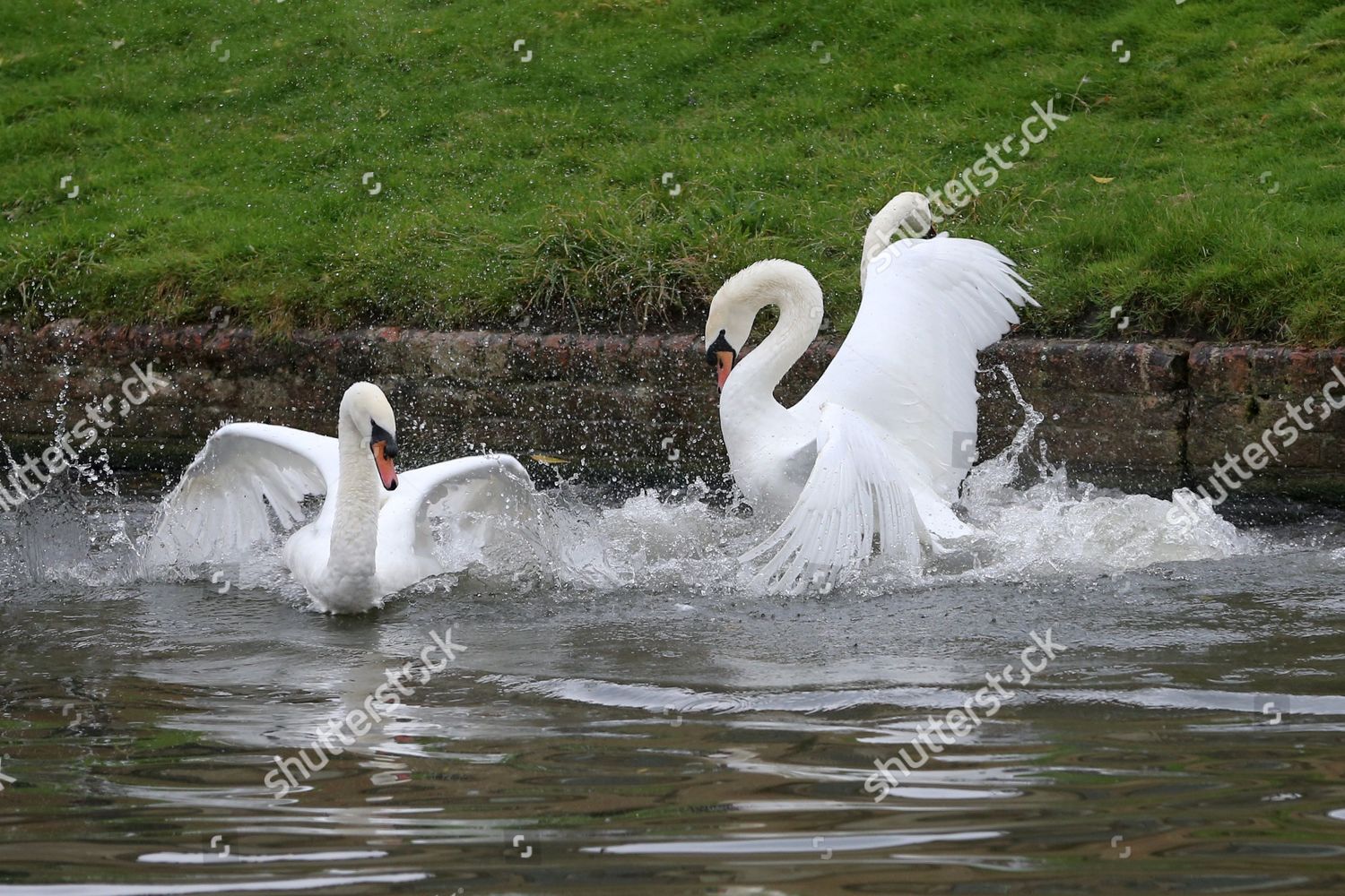 Asboy Swan Attacking Another Swan Editorial Stock Photo - Stock Image ...