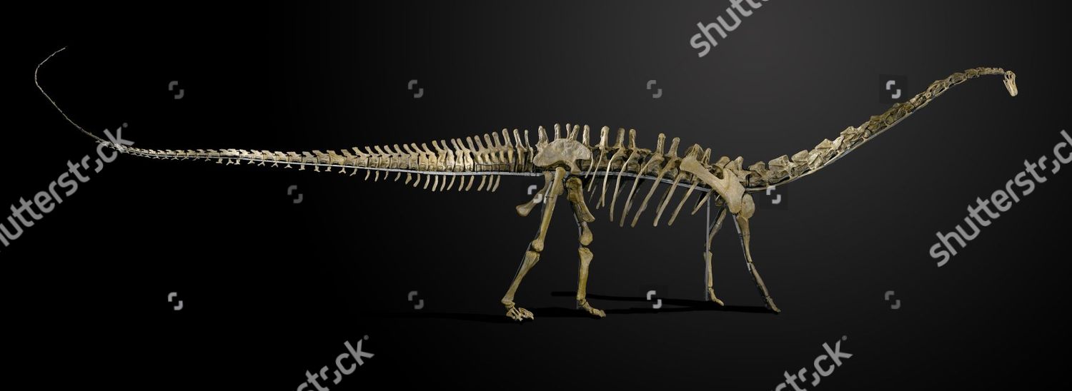 Diplodocus Longus Skeleton Editorial Stock Photo - Stock Image ...