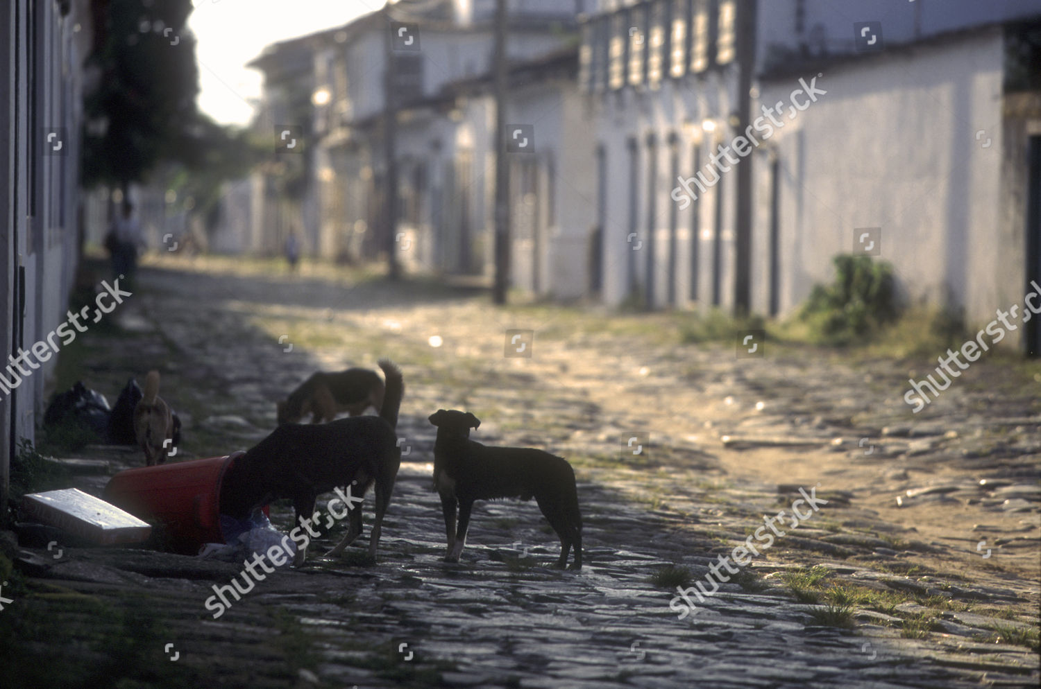 Scavenging Dogs Back Streets Favela Rio Editorial Stock Photo - Stock ...