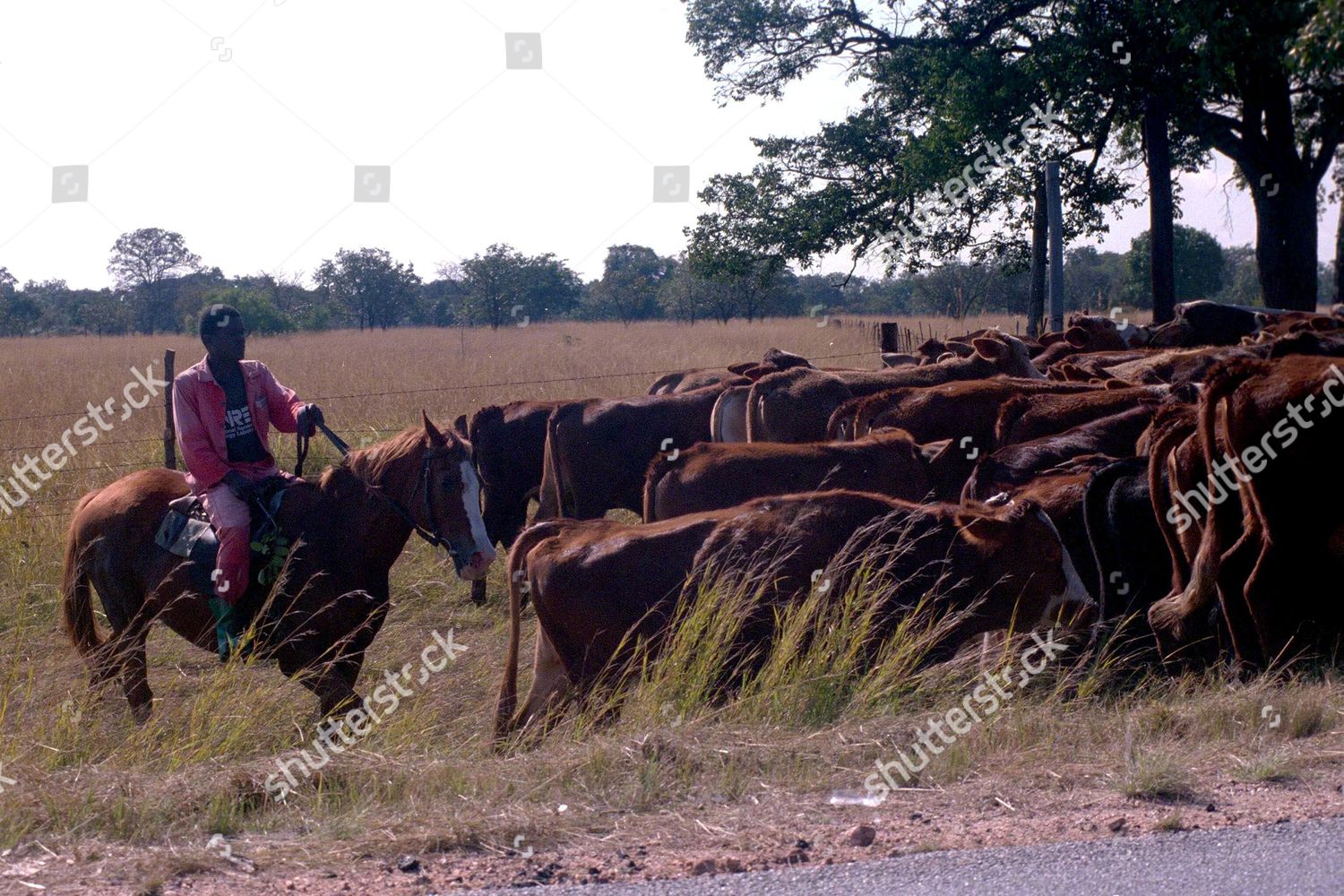 Zimbabwe Herding Cattle On Farm 2000 Editorial Stock Photo - Stock ...