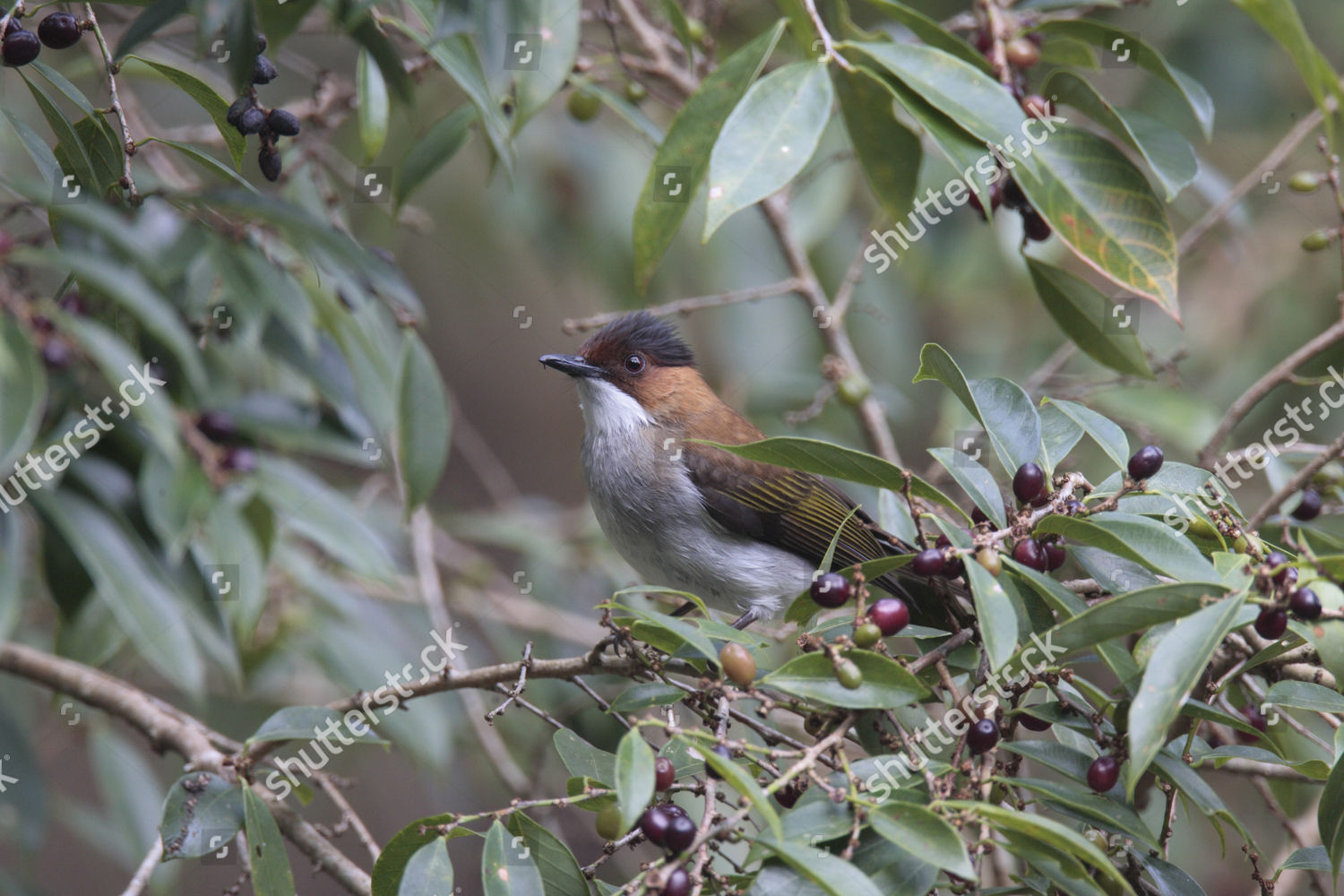 Chestnut Bulbul Hemixos Castanonotus Adult Feeding Editorial Stock ...