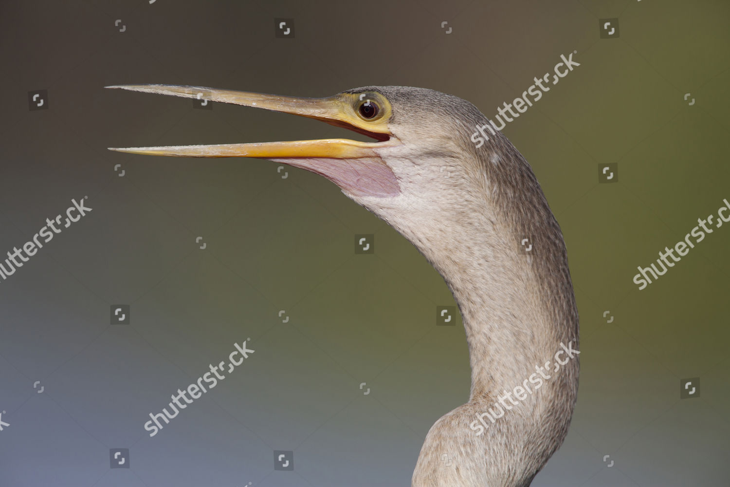 Anhinga Anhinga Anhinga Adult Female Beak Editorial Stock Photo - Stock ...