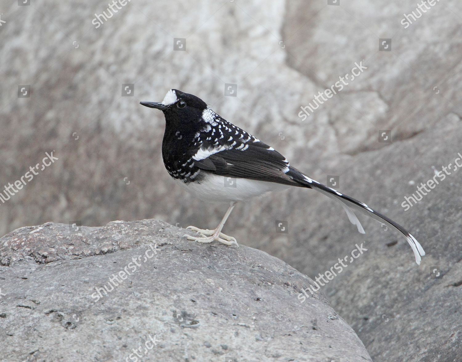 Spotted Forktail Enicurus Maculatus Adult Standing Editorial Stock ...