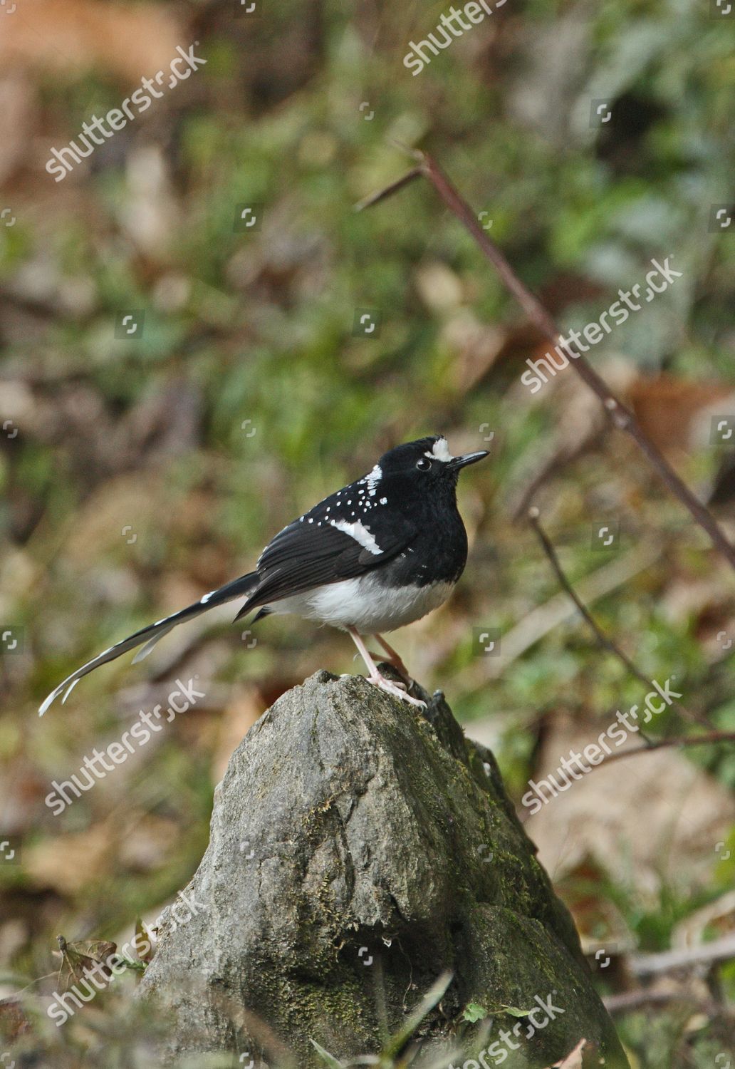 Spotted Forktail Enicurus Maculatus Guttatus Adult Editorial Stock ...