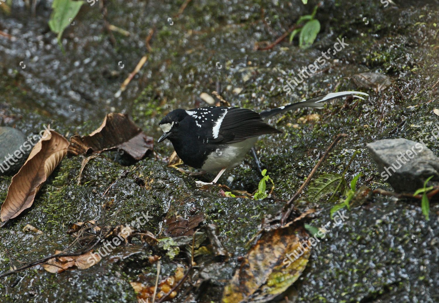 Spotted Forktail Enicurus Maculatus Guttatus Adult Editorial Stock ...