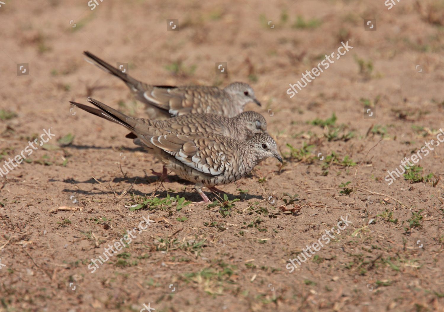 Scaled Dove Columbina Squammata Three Adults Editorial Stock Photo ...