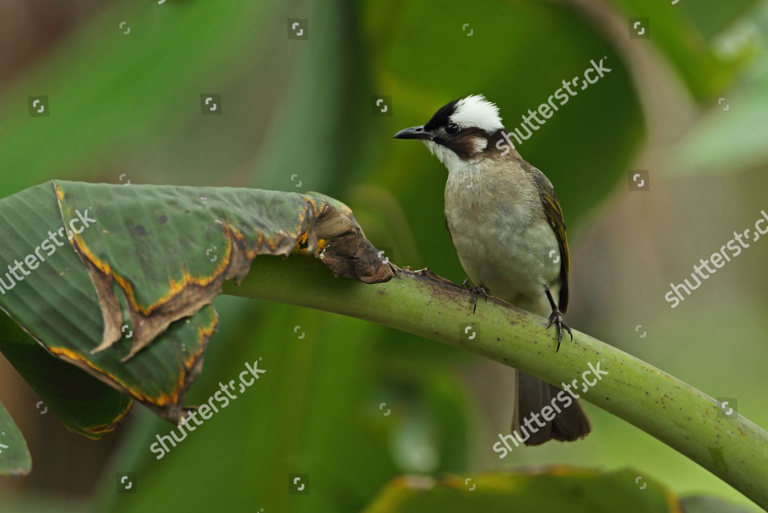 Chinese Bulbul Pycnonotus Sinensis Formosae Adult Editorial Stock Photo ...