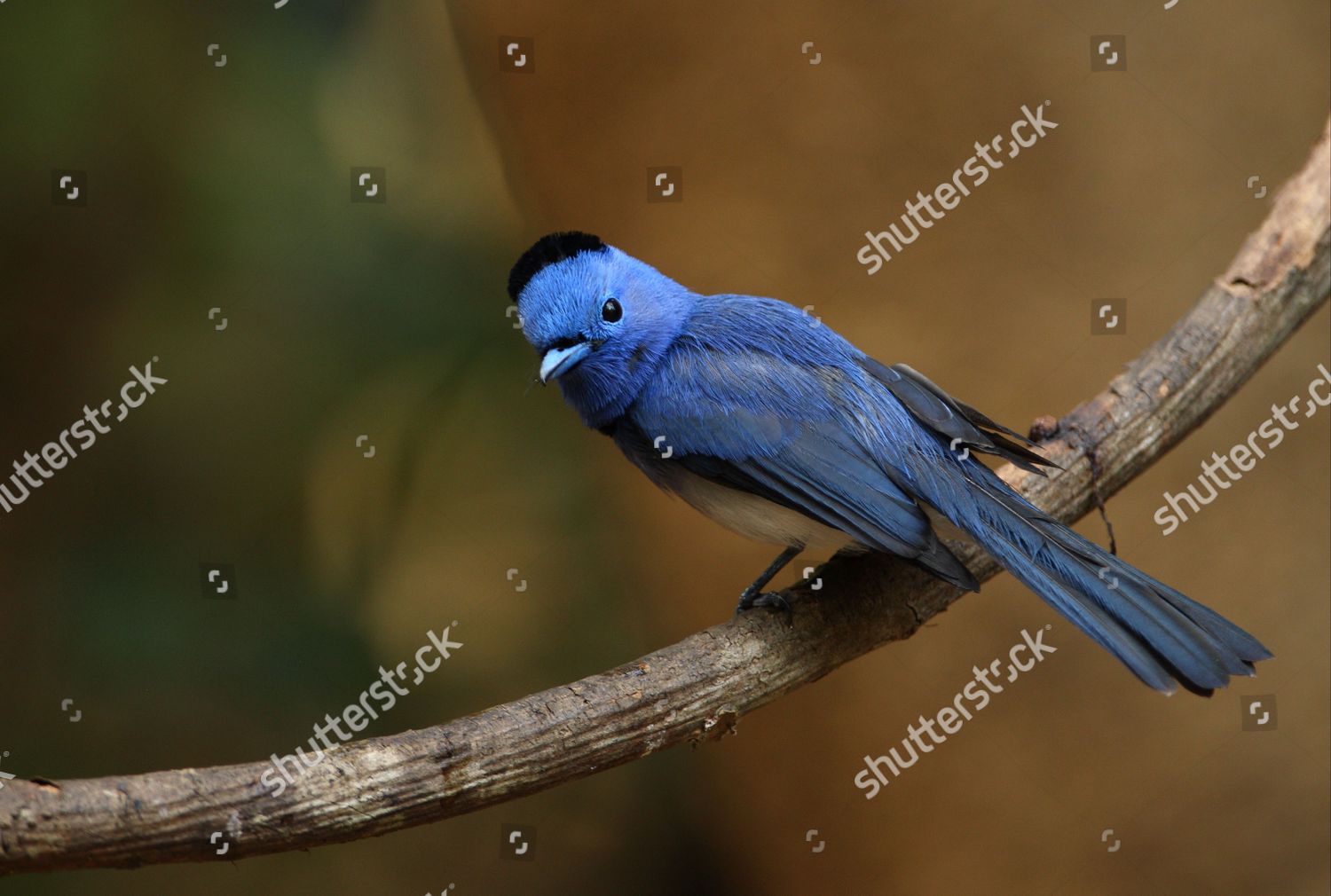 Blacknaped Monarch Hypothymis Azurea Styani Adult Editorial Stock Photo ...