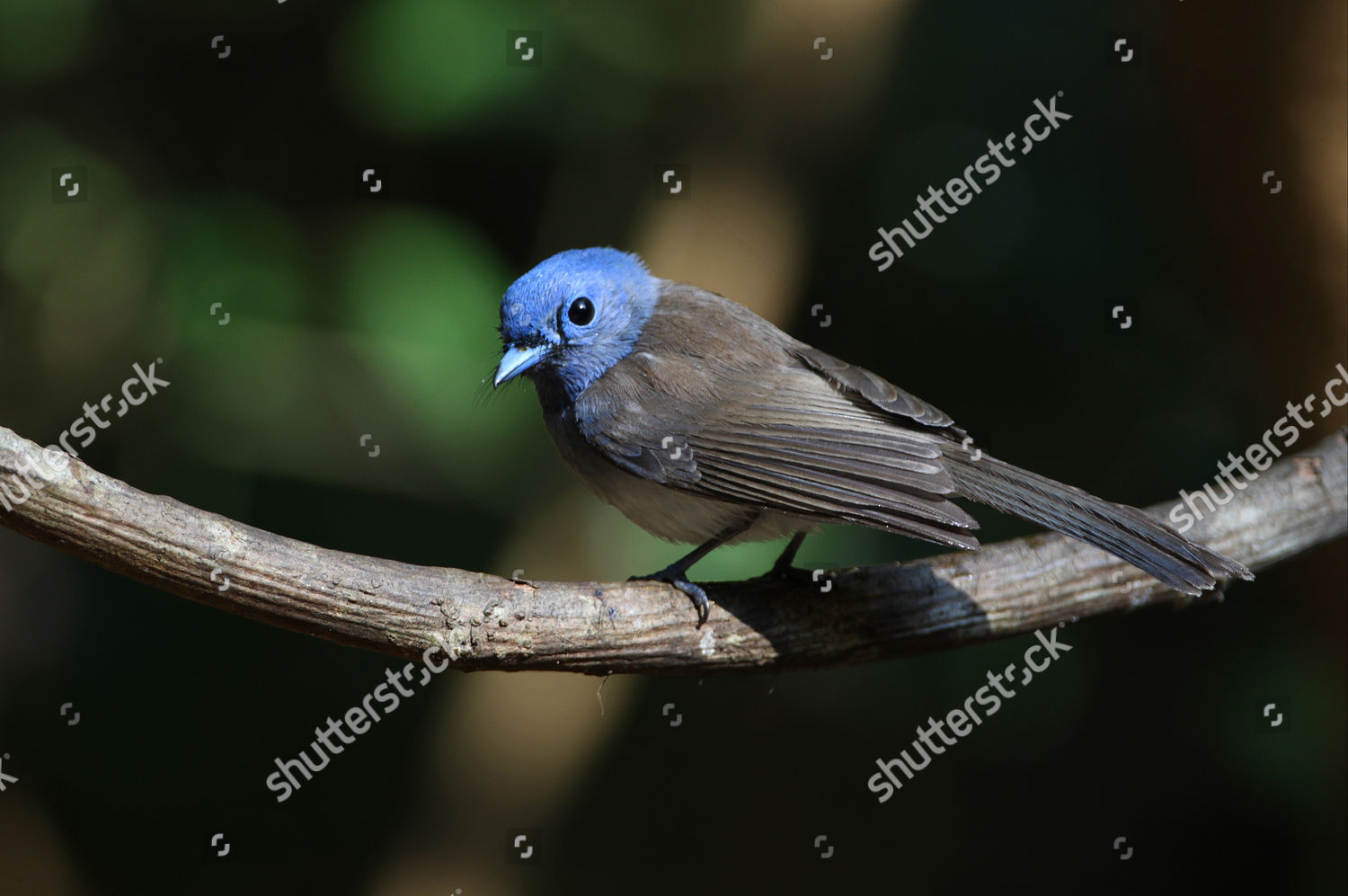 Blacknaped Monarch Hypothymis Azurea Styani Adult Editorial Stock Photo ...