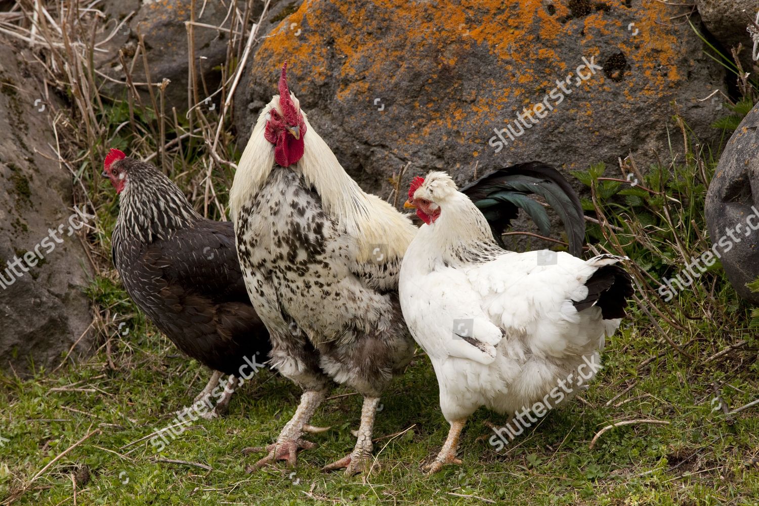 Domestic Chicken Freerange Cockerel Hens Mountain Editorial Stock Photo ...