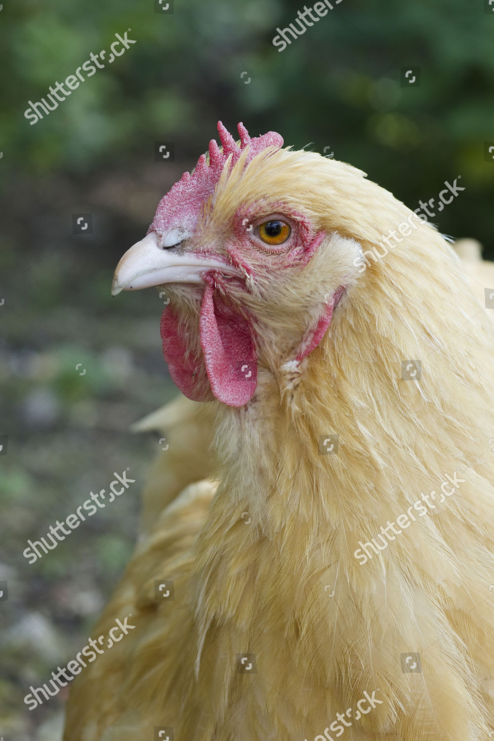 Domestic Chicken Buff Orpington Freerange Hen Editorial Stock Photo ...