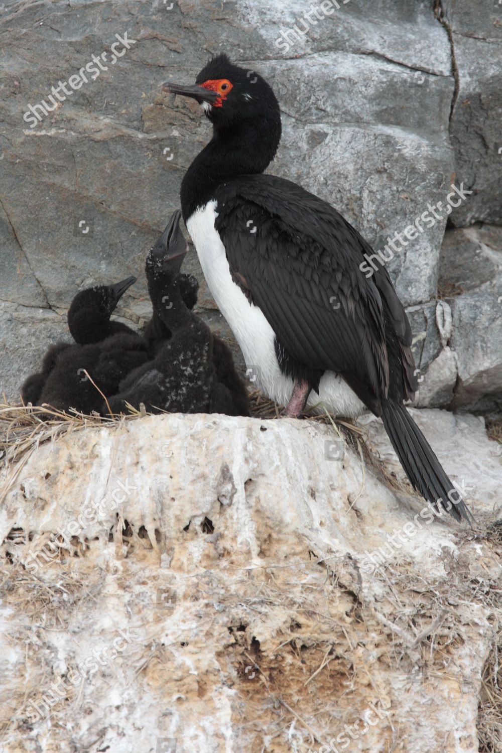 Rock Shag Phalacrocorax Magellanicus Adult Brooding Editorial Stock ...