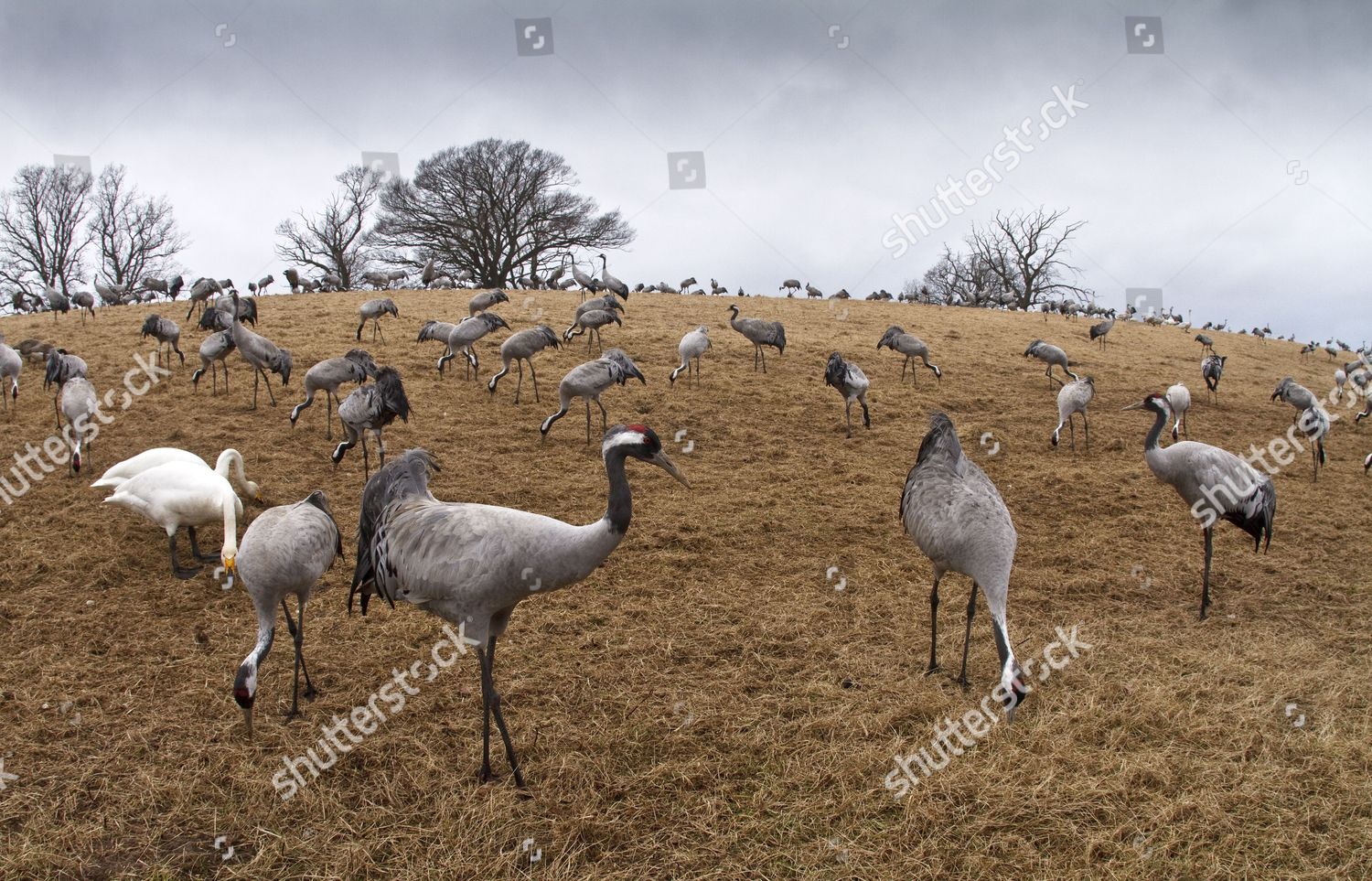 Common Crane Grus Grus Whooper Swan Editorial Stock Photo - Stock Image ...