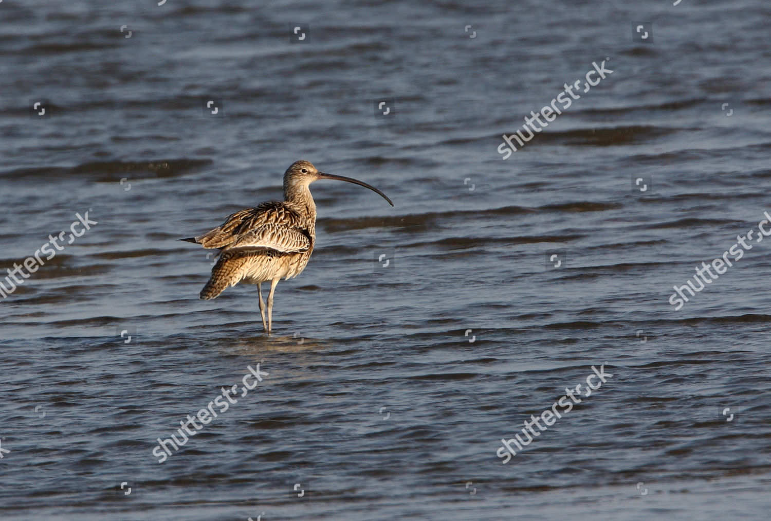 Far Eastern Curlew Numenius Madagascariensis Adult Editorial Stock ...