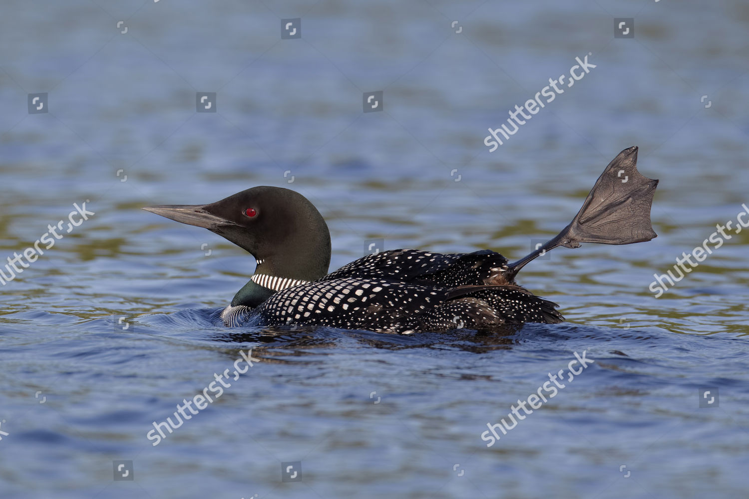 Great Northern Diver Gavia Immer Adult Editorial Stock Photo - Stock ...