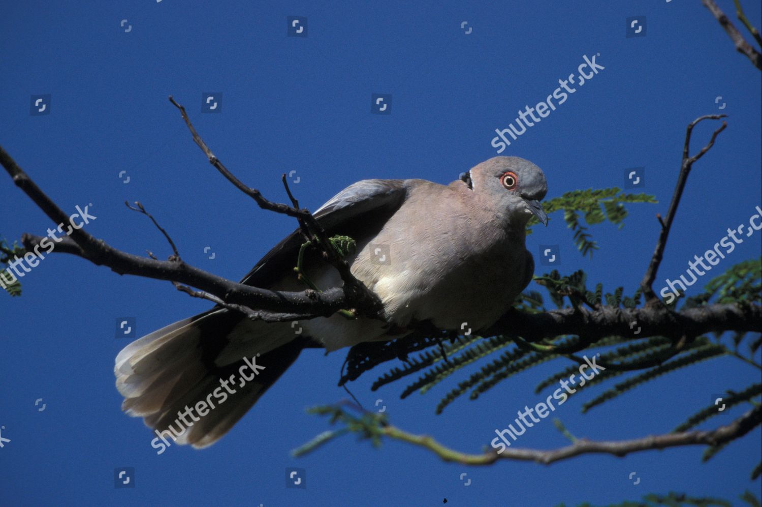 African Mourning Dove Streptopelia Decipiens Kenya Editorial Stock ...