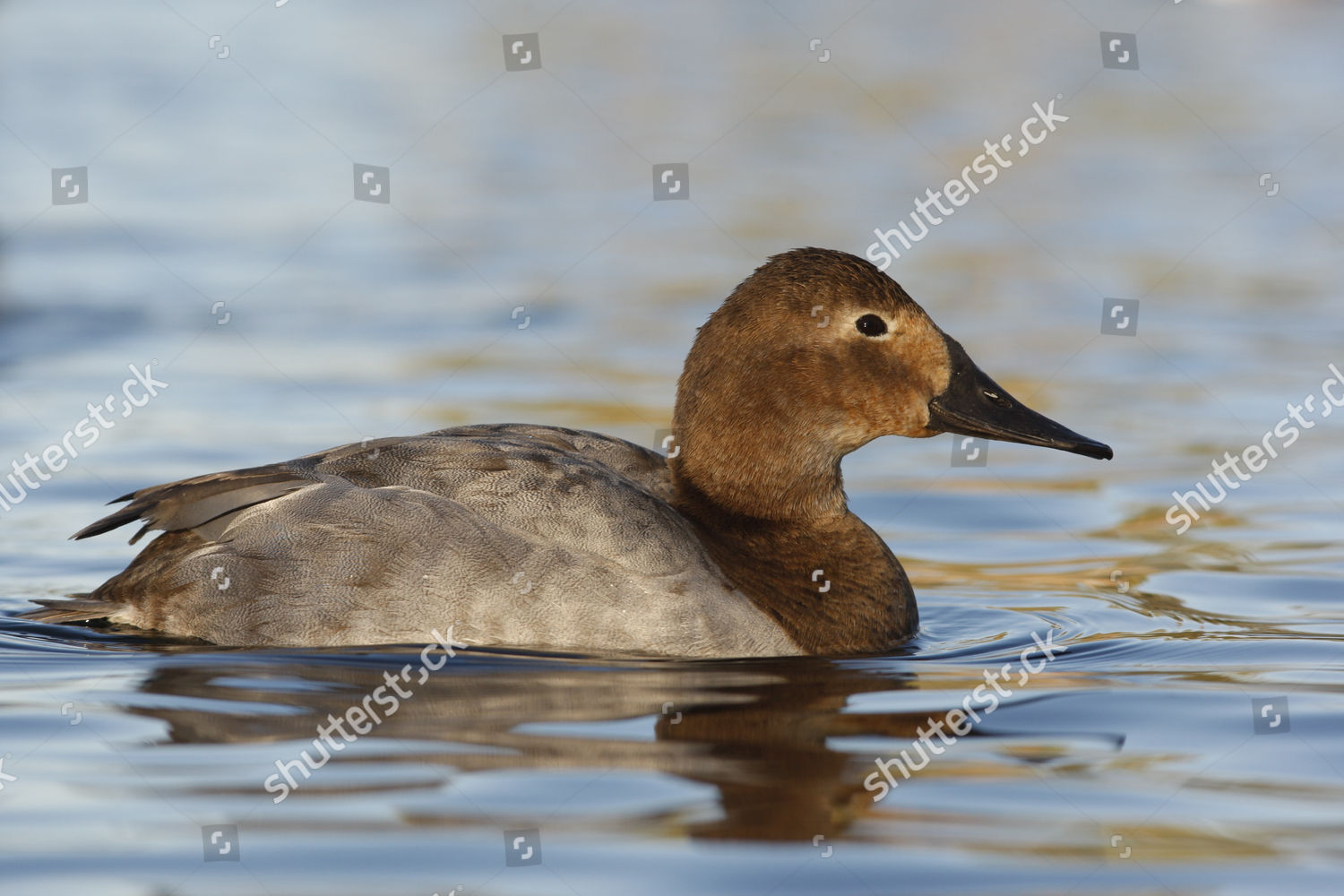 Canvasback Aythya Valisineria Adult Female Swimming Editorial Stock ...