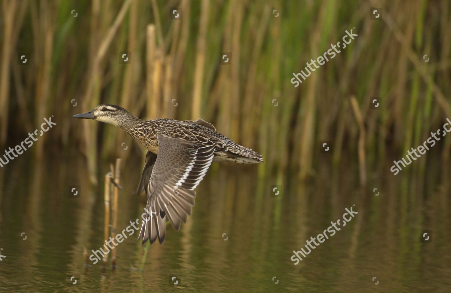 Garganey Anas Querquedula Adult Female Flight Editorial Stock Photo ...