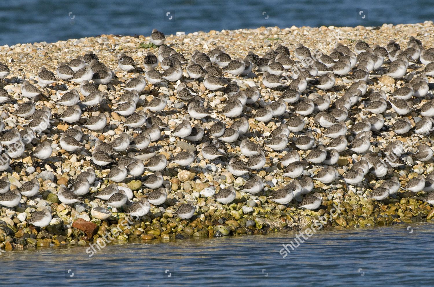 Dunlin Calidris Alpina Flock Winter Plumage Editorial Stock Photo ...