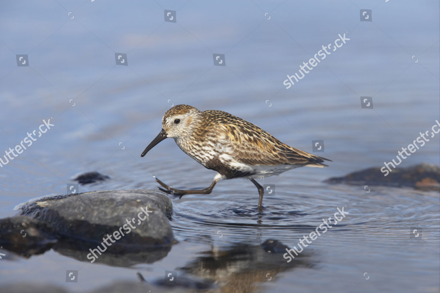 Dunlin Calidris Alpina Adult Summer Plumage Editorial Stock Photo ...