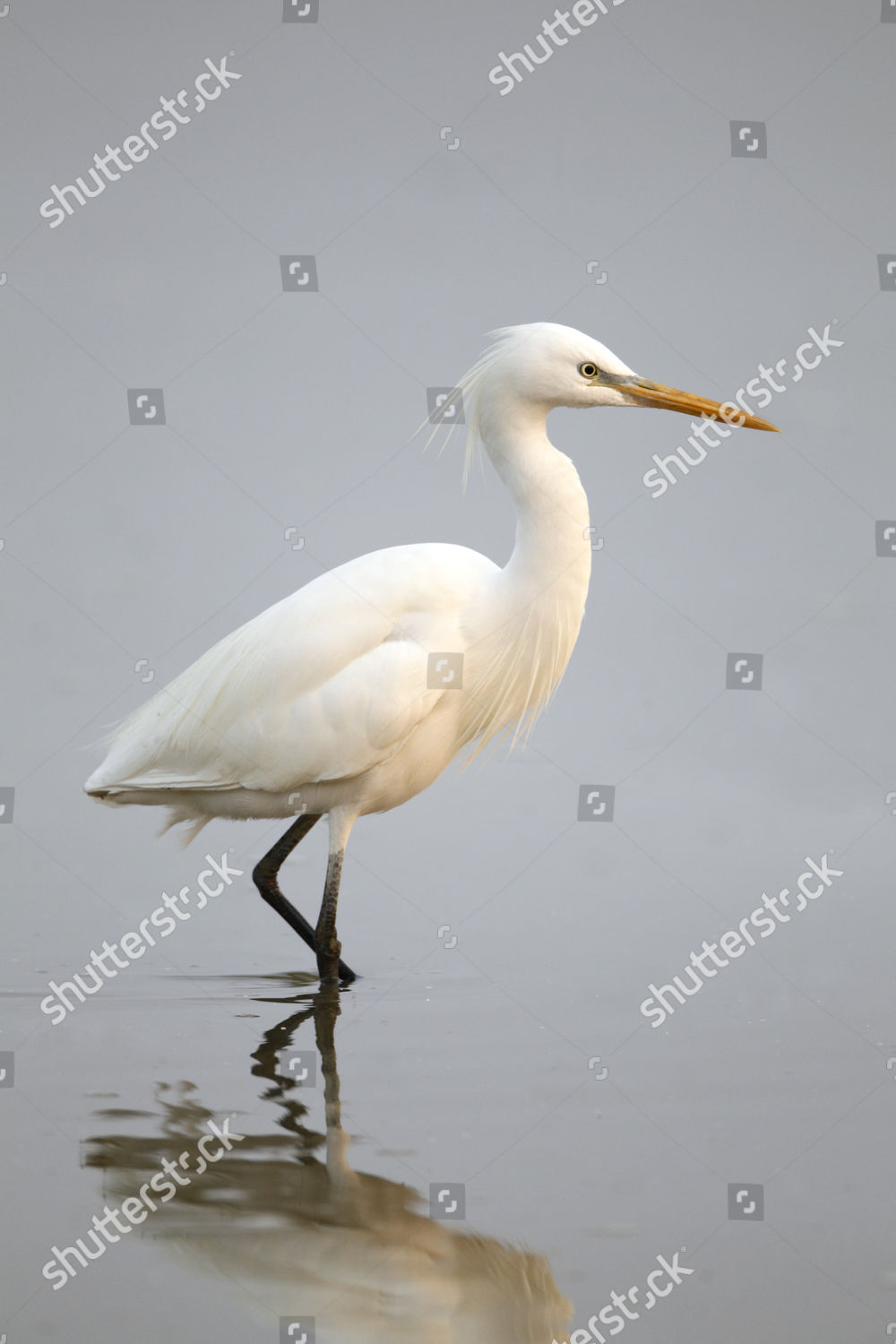 Chinese Egret Egretta Eulophotes Adult Breeding Editorial Stock Photo ...