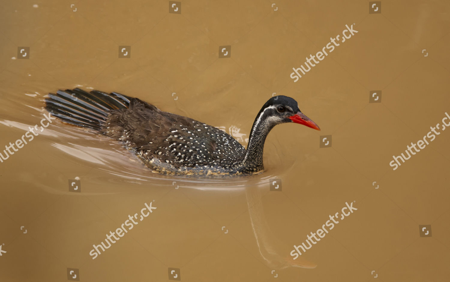 African Finfoot Podica Senegalensis Adult Male Editorial Stock Photo ...