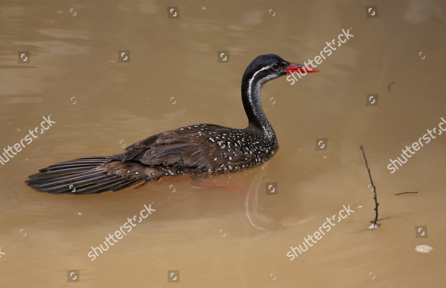 African Finfoot Podica Senegalensis Adult Male Editorial Stock Photo ...