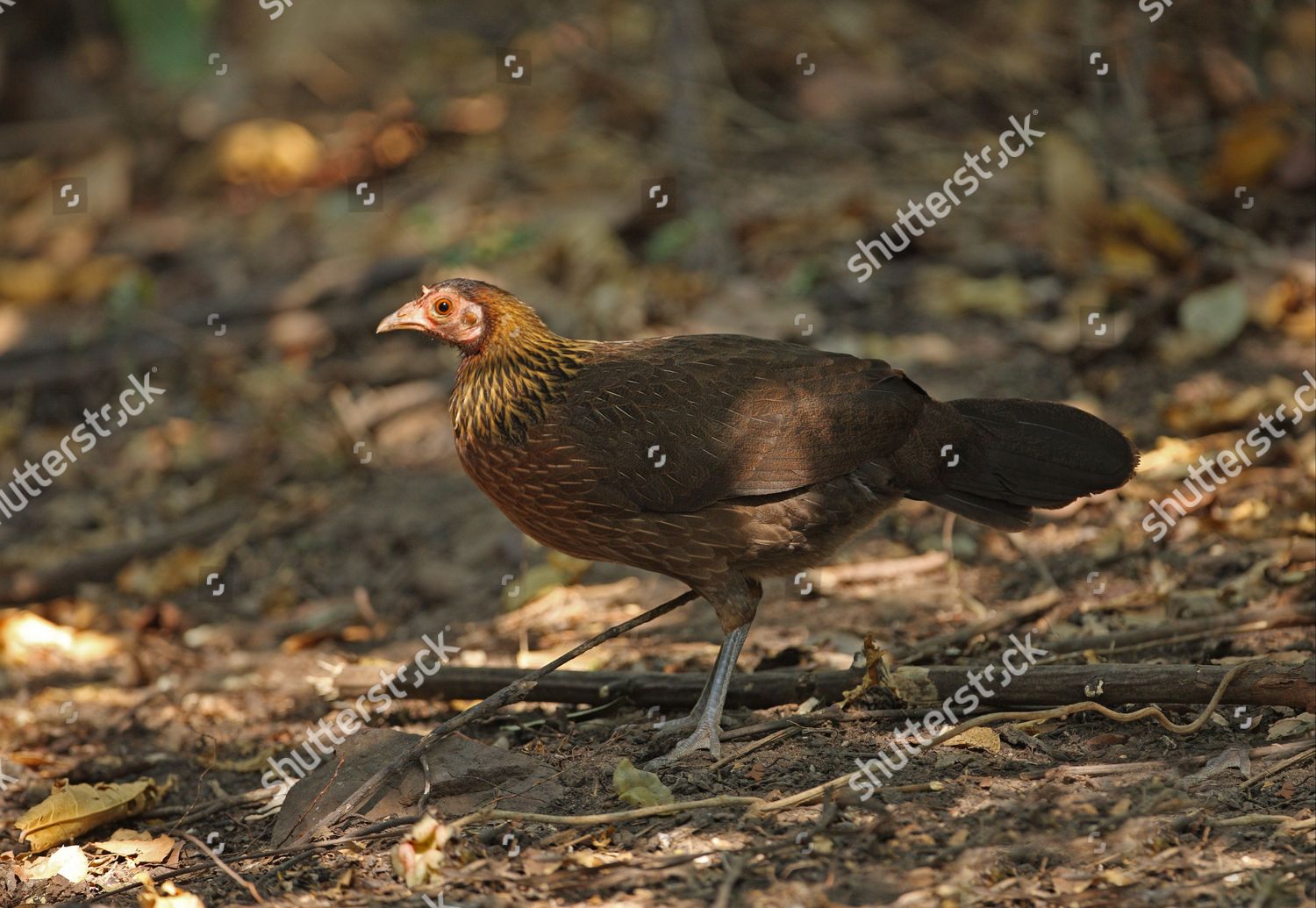 Red Junglefowl Gallus Gallus Spadiceus Adult Editorial Stock Photo ...