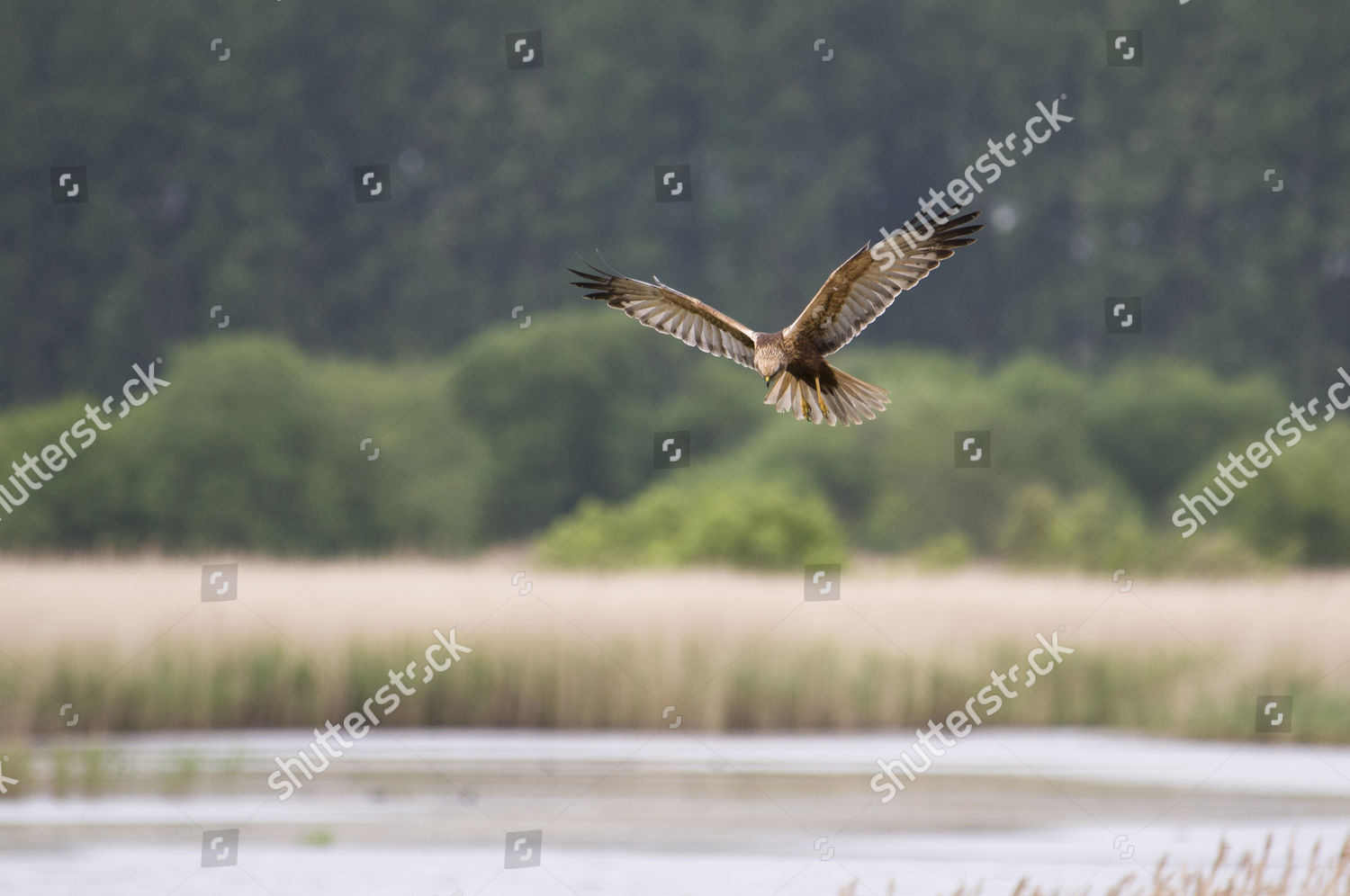 Western Marsh Harrier Circus Aeruginosus Immature Editorial Stock Photo ...