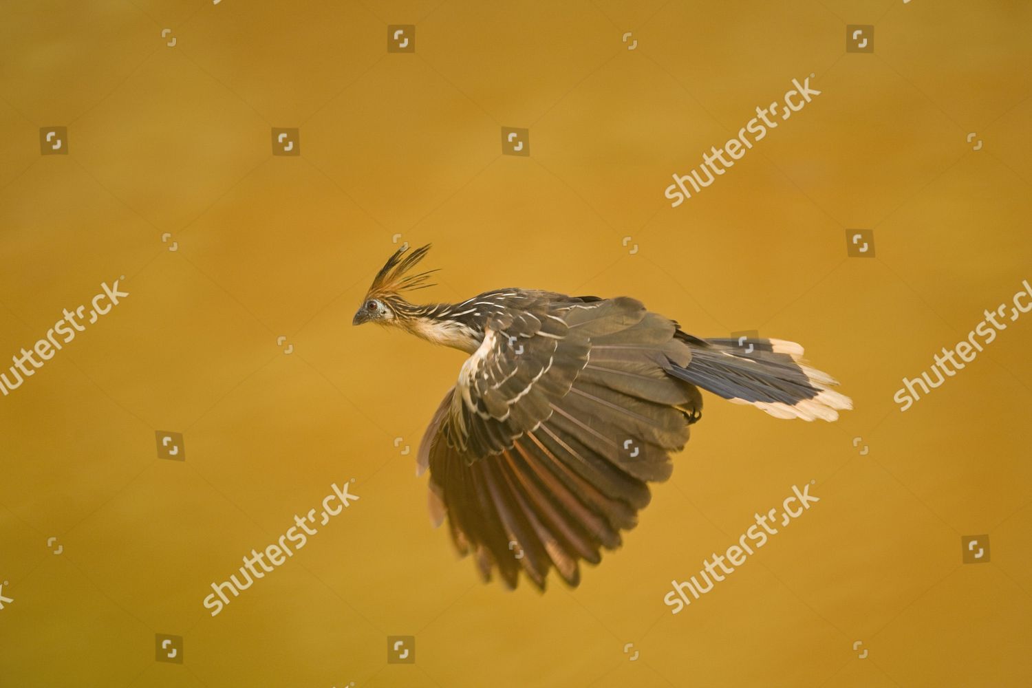 Hoatzin Opisthocomus Hoazin Adult Flight Tambopata Editorial Stock ...