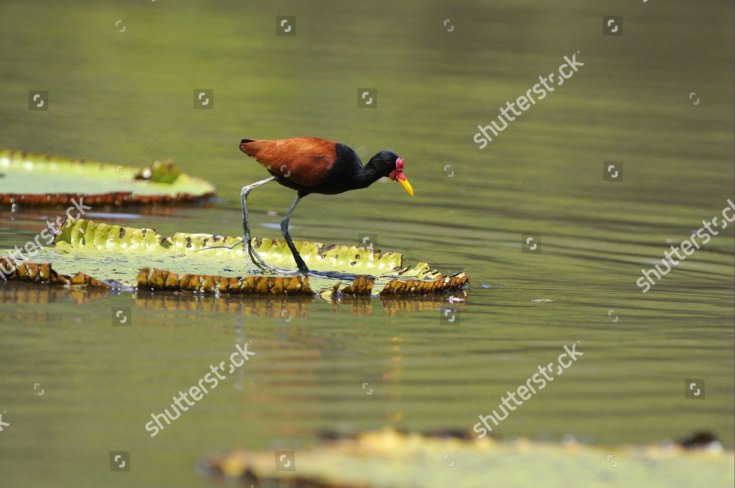 Wattled Jacana Jacana Jacana Adult Walking Editorial Stock Photo ...