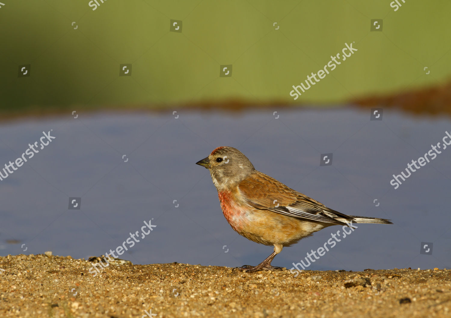 Eurasian Linnet Carduelis Cannabina Adult Male Editorial Stock Photo ...