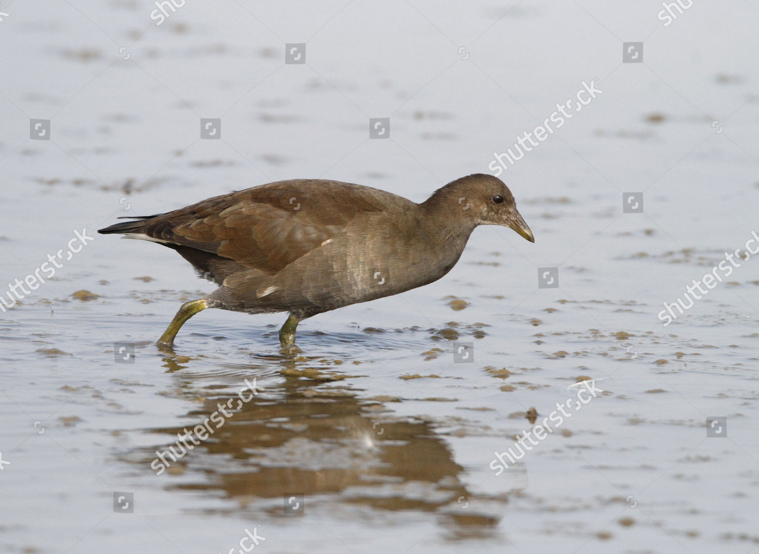 Common Moorhen Gallinula Chloropus Juvenile Wading Editorial Stock ...
