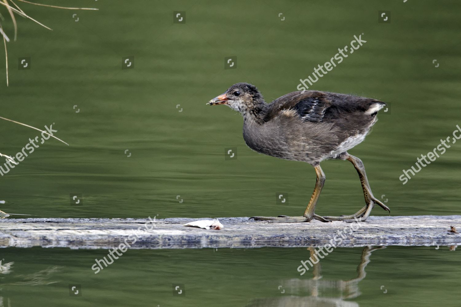 Common Moorhen Gallinula Chloropus Juvenile Walking Editorial Stock ...